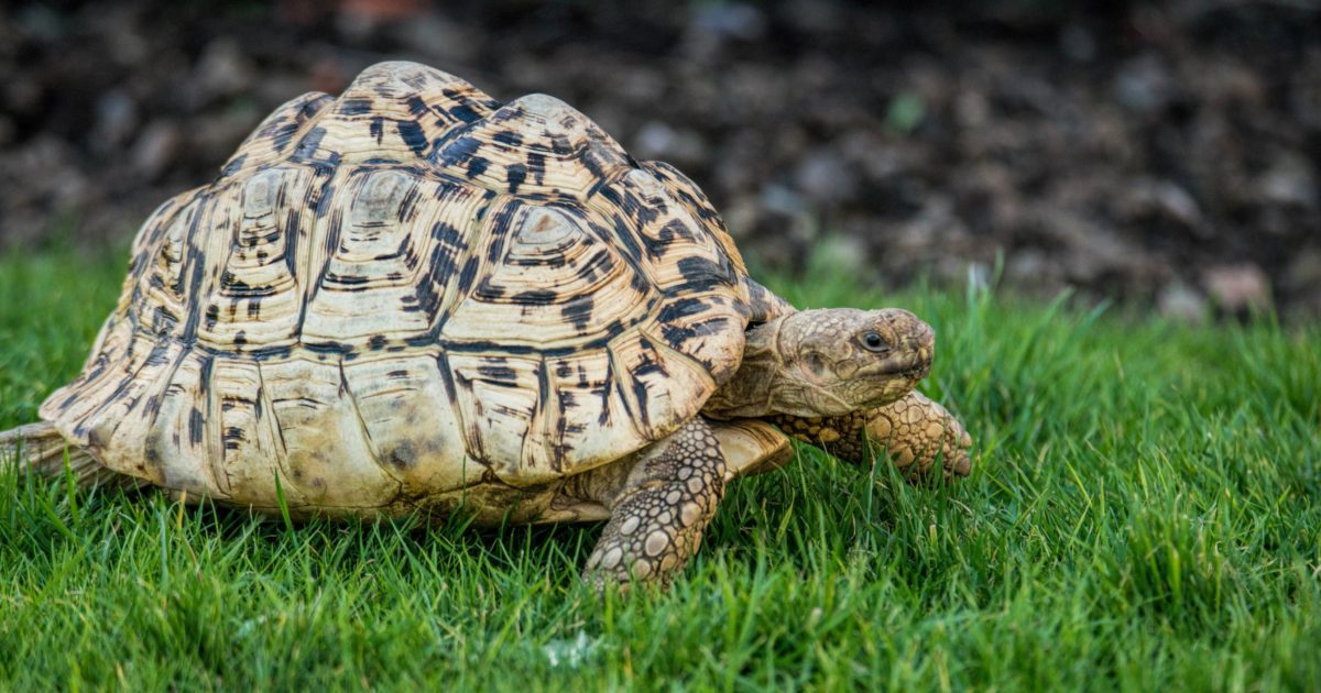 high white leopard tortoise for sale - Reptile Bonanza